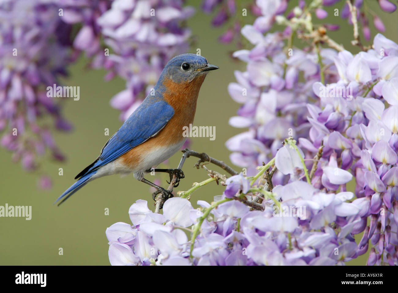 Bluebird In Flowers Stock Photos & Bluebird In Flowers Stock Images - Alamy
