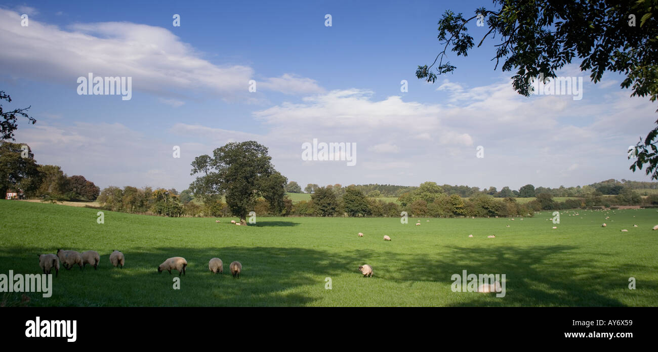 Lowland farm sheep uk hi-res stock photography and images - Alamy