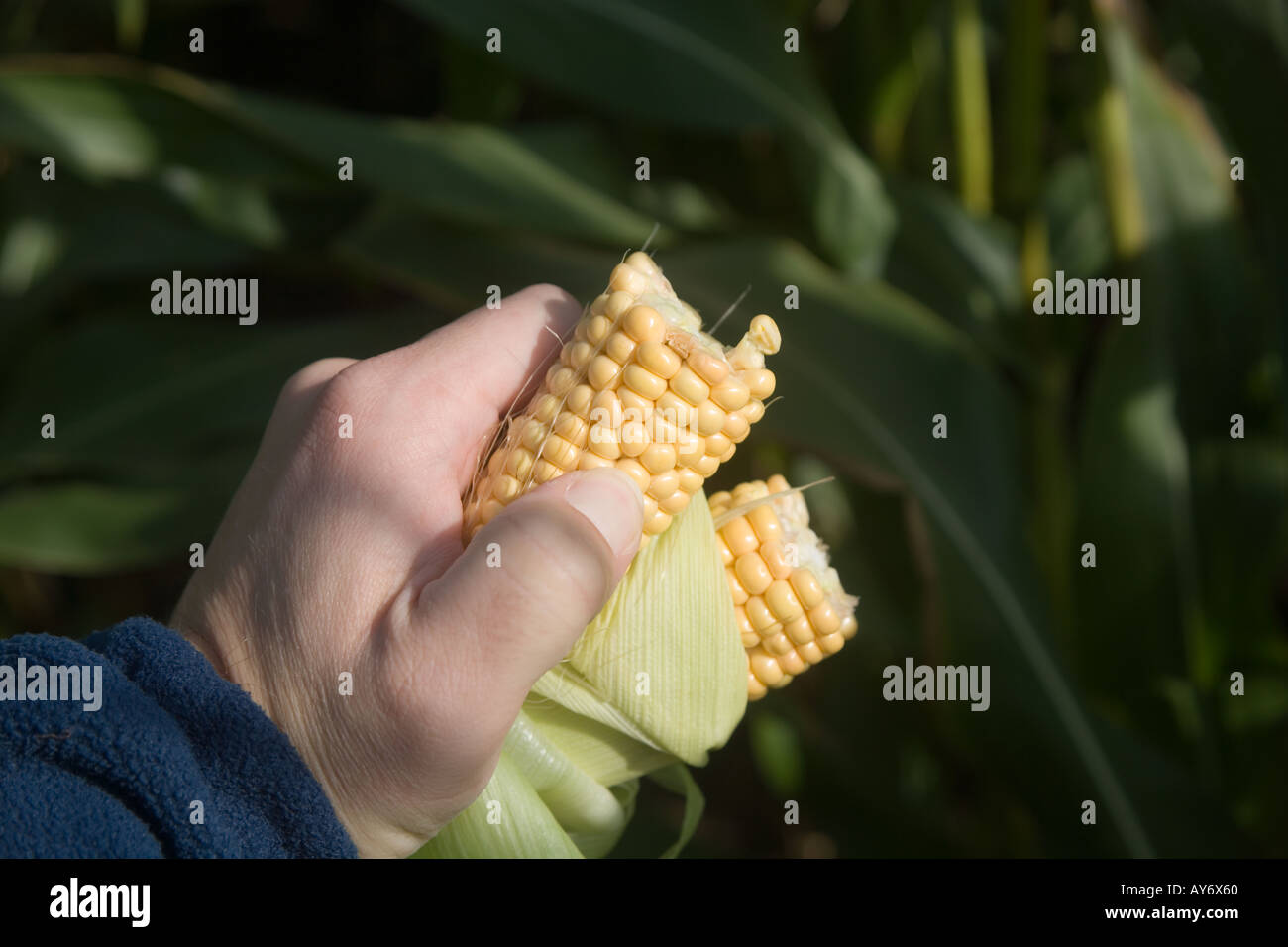 Checking ripeness of forage maize crop Stock Photo - Alamy