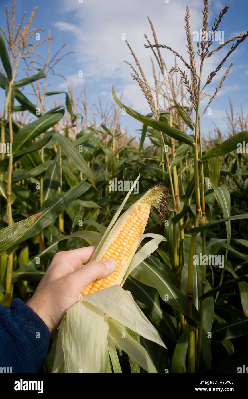 Checking forage maize crop Stock Photo - Alamy