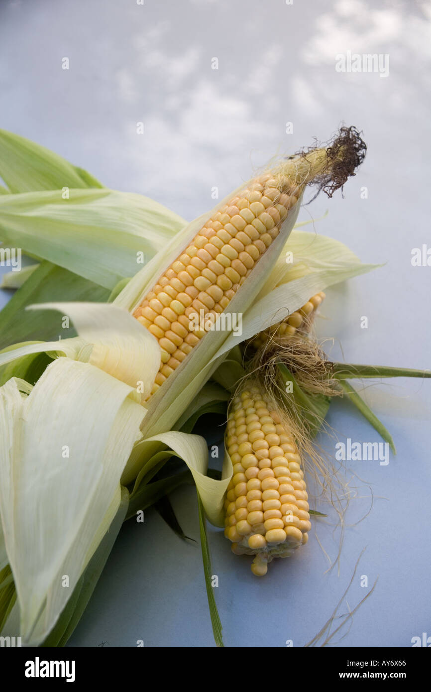 Checking forage maize crop Stock Photo - Alamy