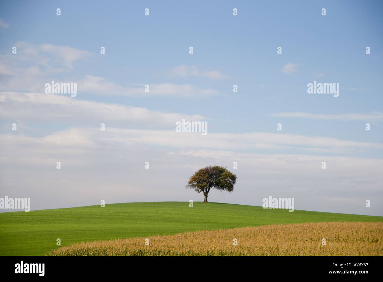 A single tree in a field of forage maize and grass Stock Photo - Alamy