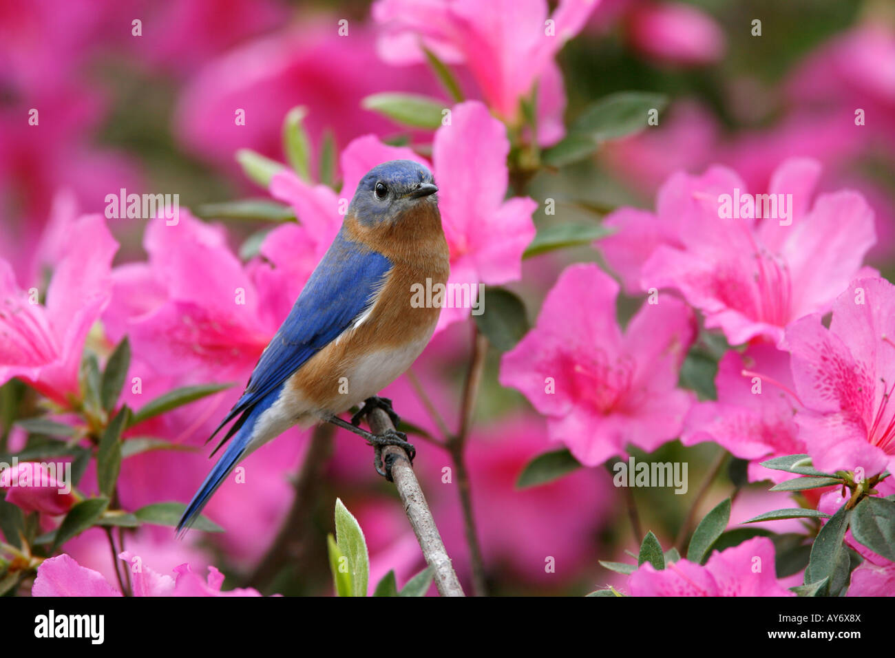 Eastern Bluebird Perched on Azalea Blossoms Stock Photo - Alamy