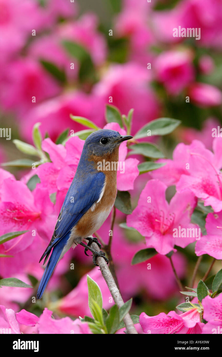 Eastern Bluebird Perched on Azalea Blossoms - Vertical Stock Photo - Alamy
