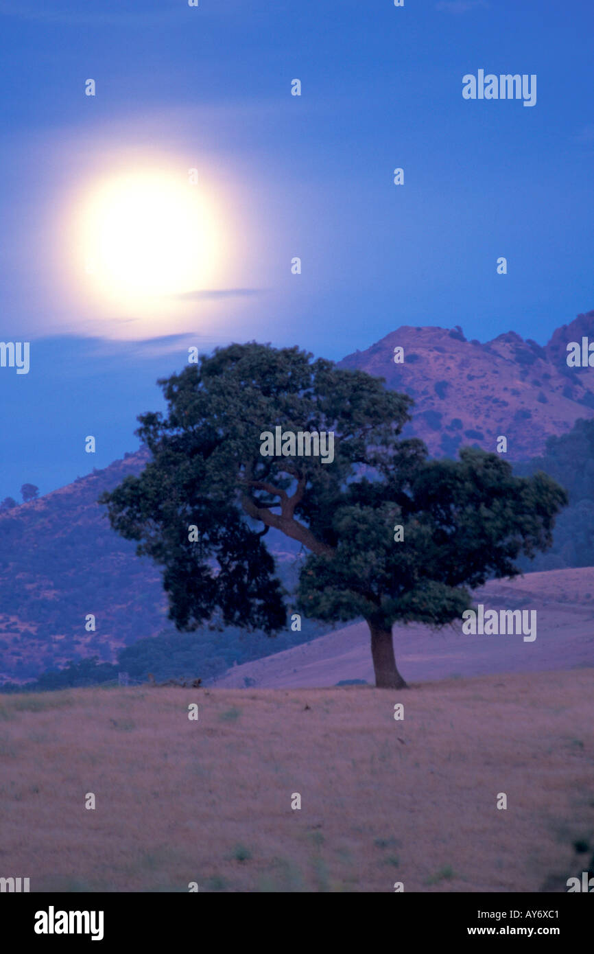 oak tree at sunset with full moon glowing behind clouds in a purple sky ...