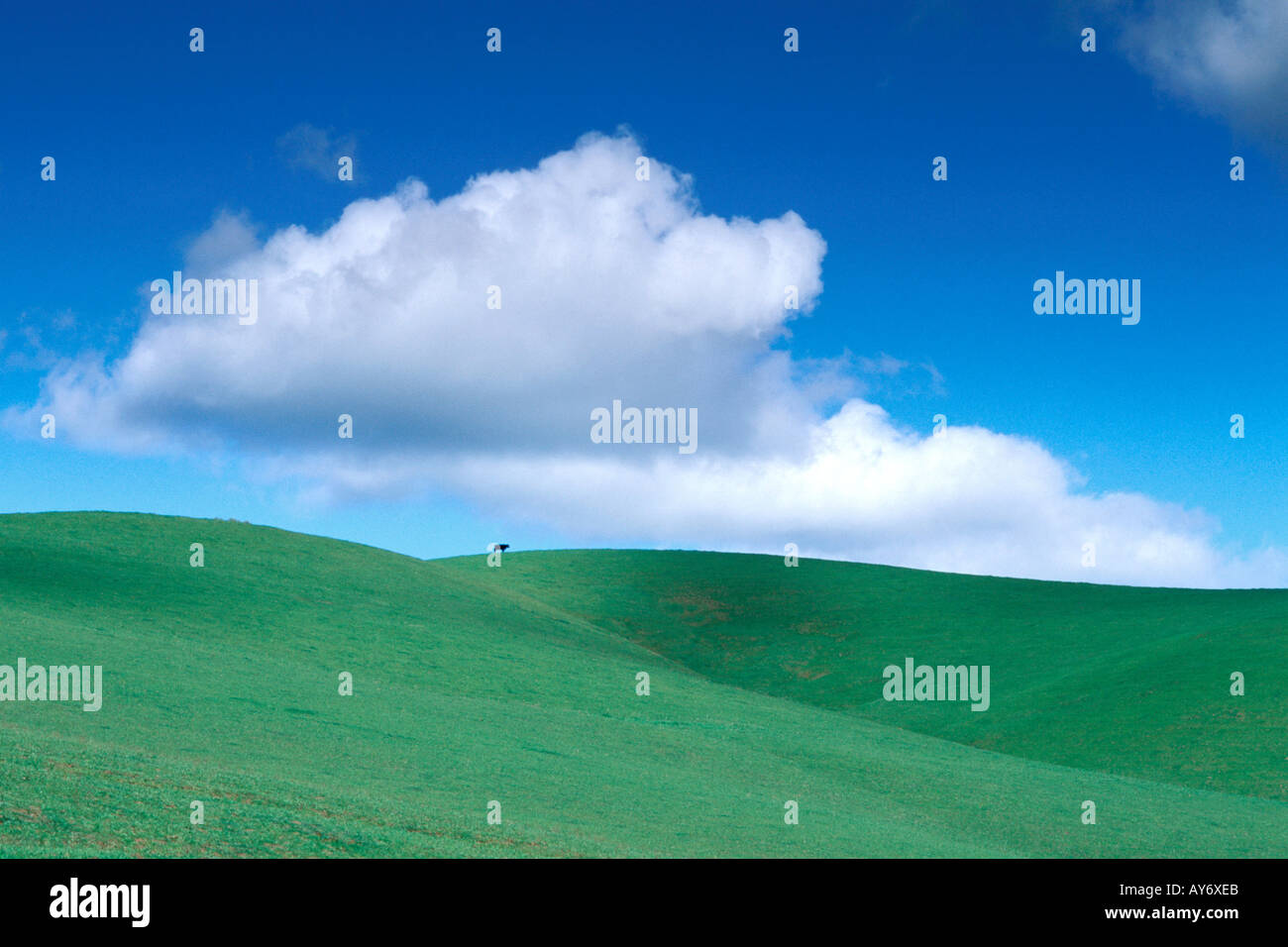 cow on green pastures with blue sky and cumulus cloud during spring in ...