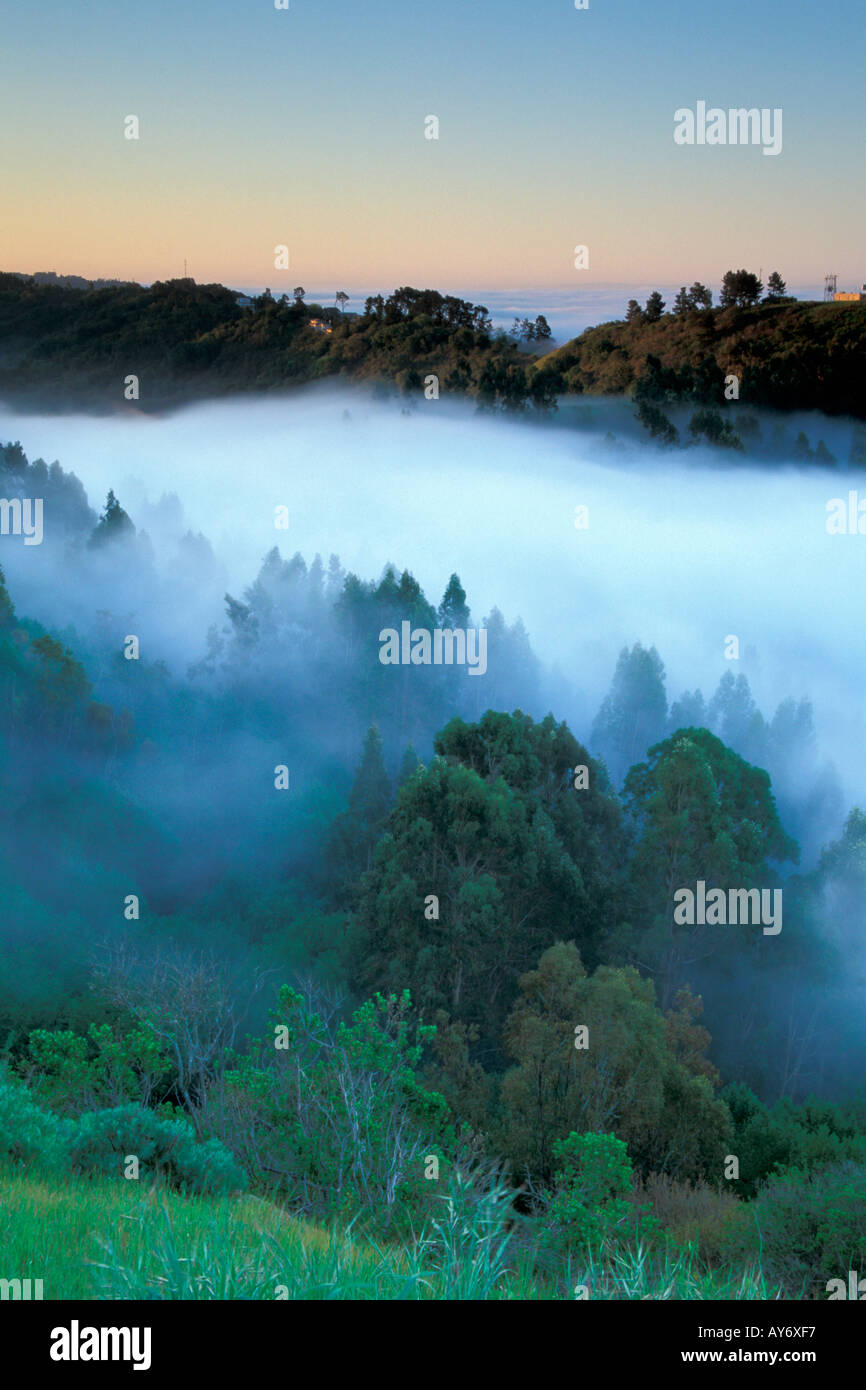 Berkeley california trees hi-res stock photography and images - Alamy