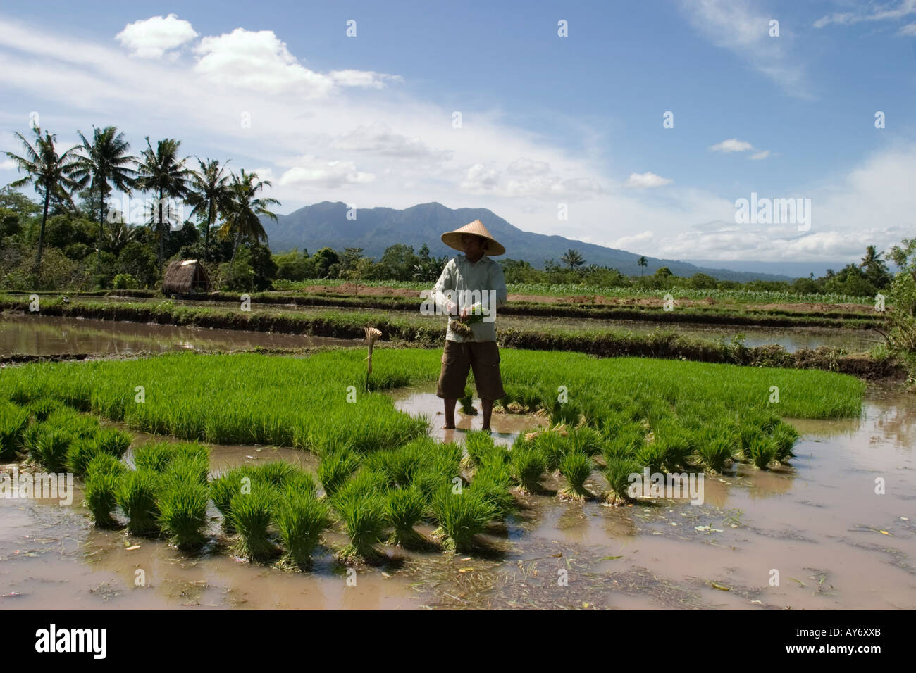 Man picking rice hi-res stock photography and images - Alamy