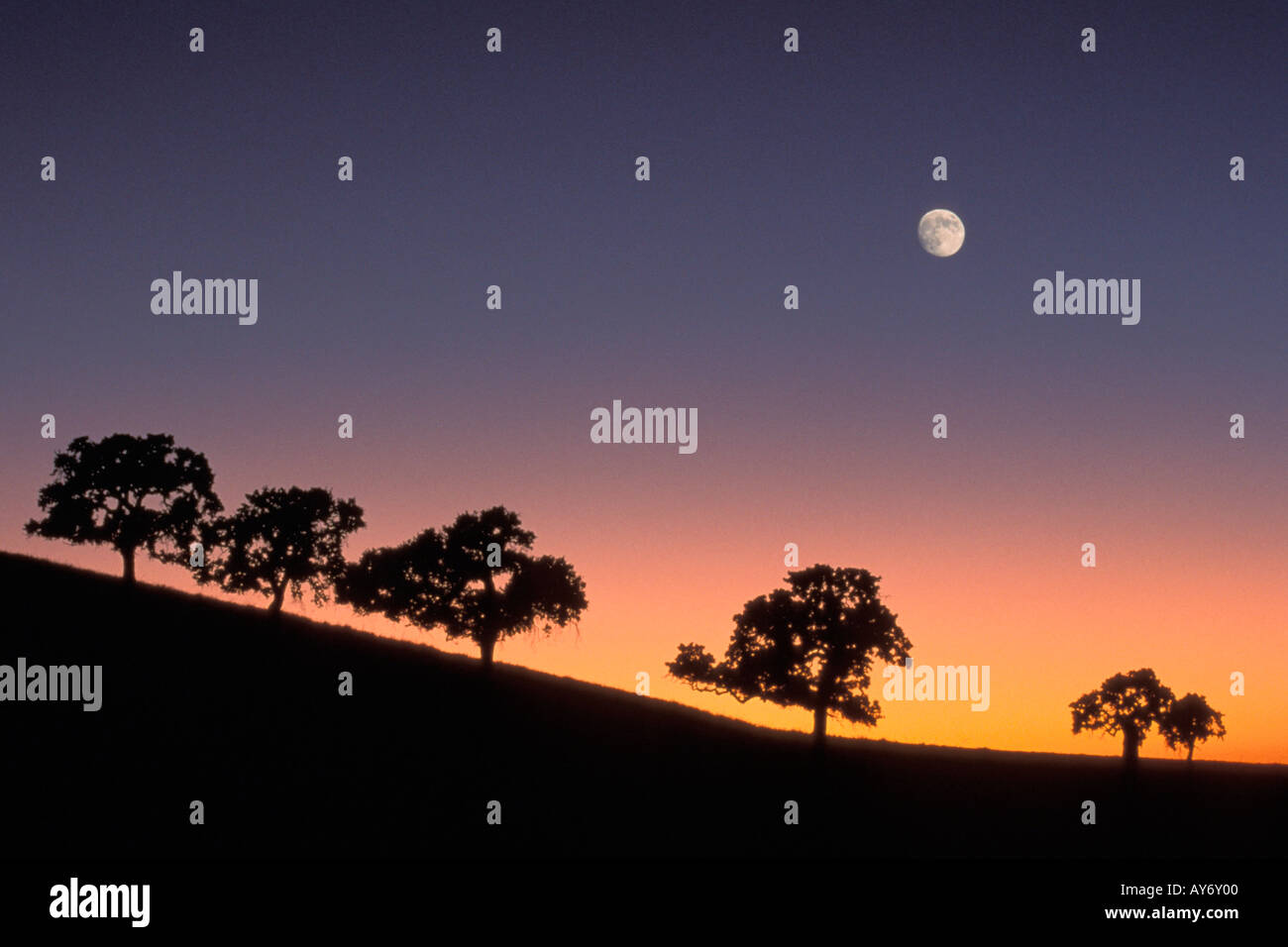 colorful sunset showing oak trees along a ridget op in the California ...
