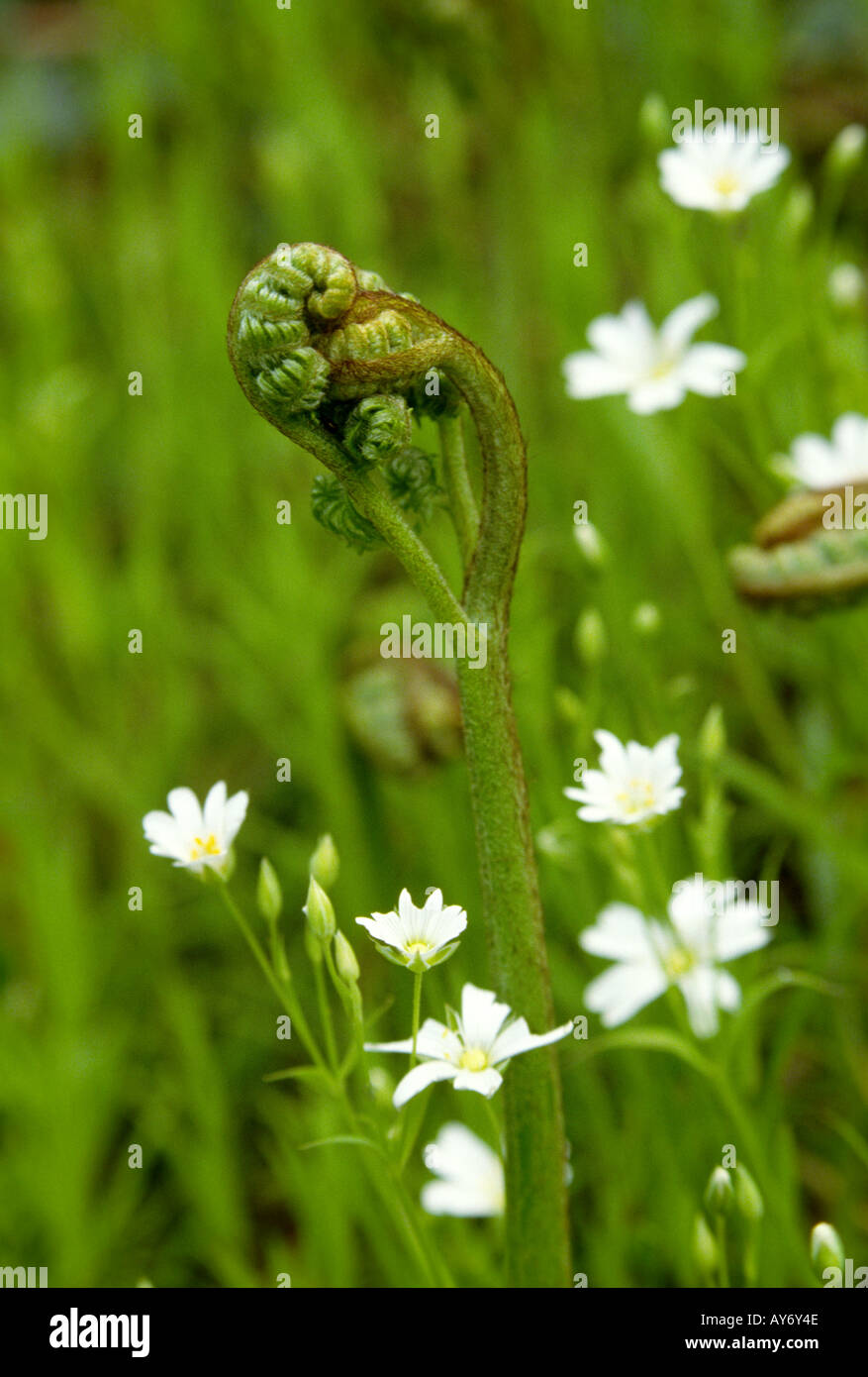 Unfurling flowers hi-res stock photography and images - Alamy