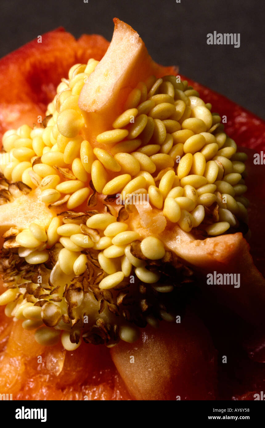 Food seeds inside Red Capsicum pepper Stock Photo - Alamy