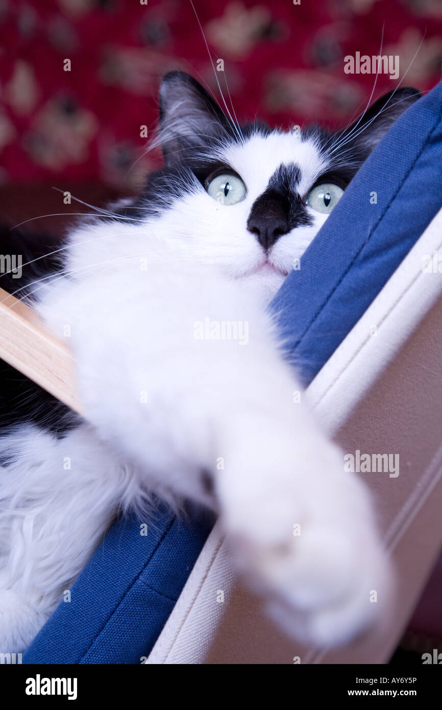 Cat observation from an armchair Stock Photo - Alamy