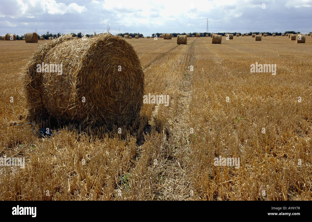 Characteristic Hay Field of Normandy English Channel La Manche North ...