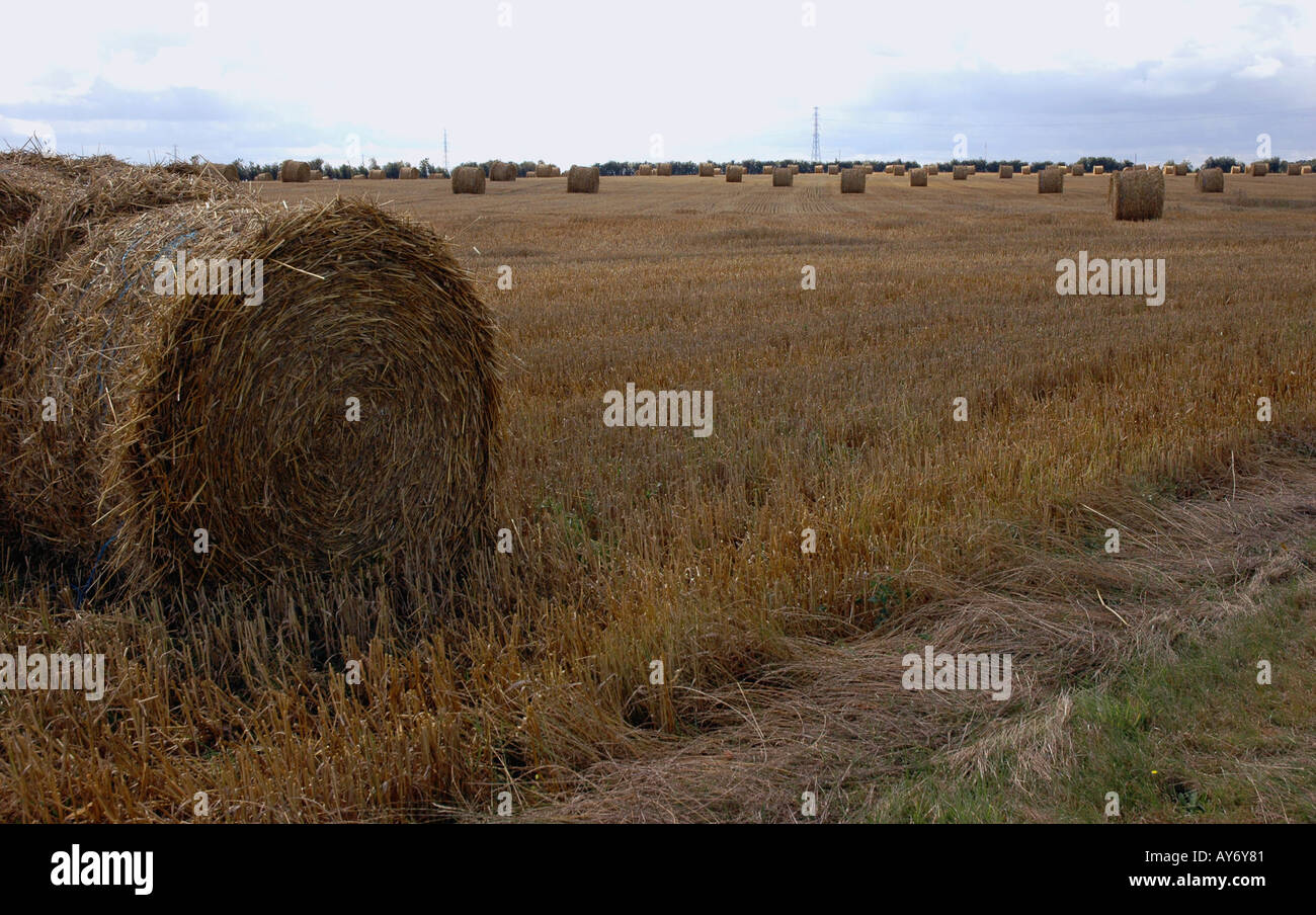Characteristic Hay Field of Normandy English Channel La Manche North ...