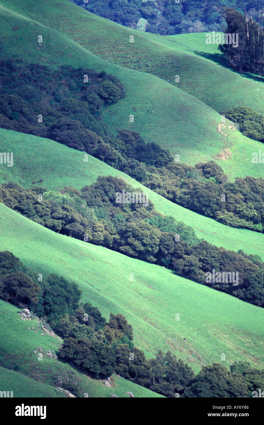 green hills and oak trees in Tilden Park in Berkeley California Stock ...