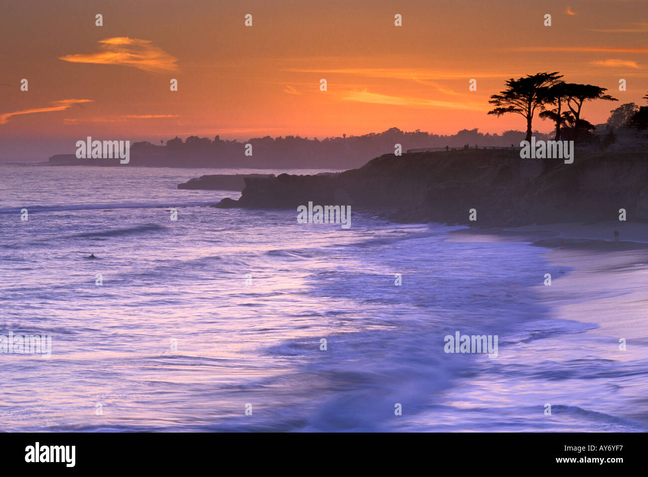 cypress trees at sunset along the Northern California coast and the ...