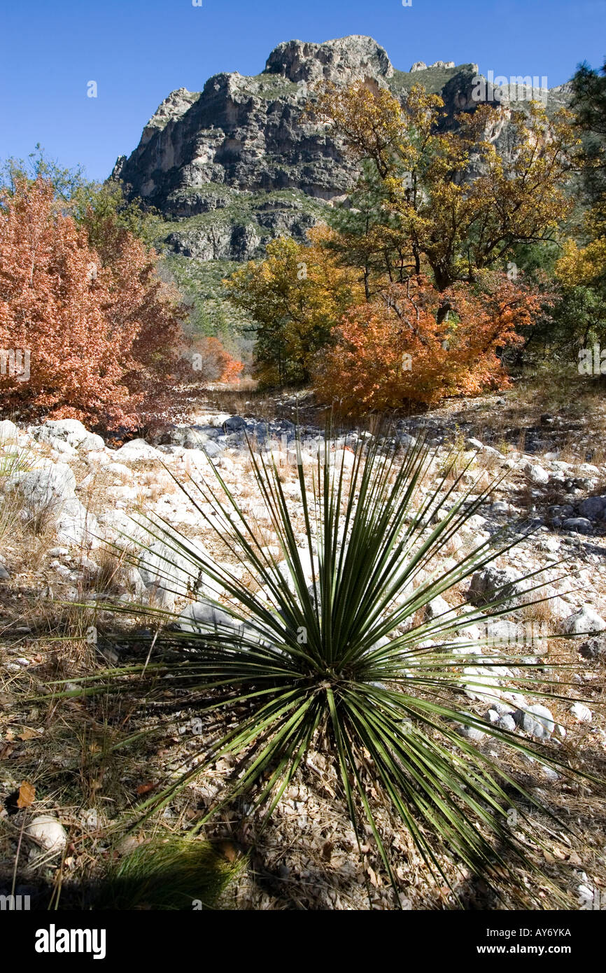 Sotol cactus and autumn colors in Guadalupe Mountains National Park ...