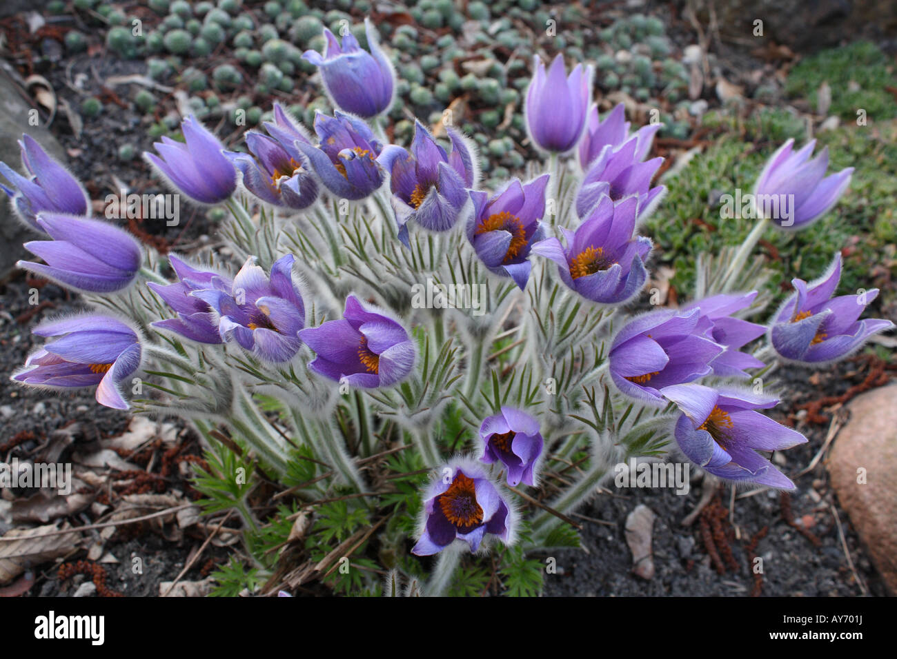 Pasque flowers bloomimng Pulsatilla halleri Stock Photo - Alamy