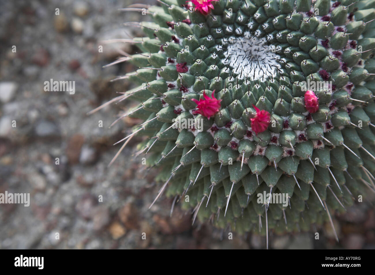 Cactus close up Stock Photo - Alamy