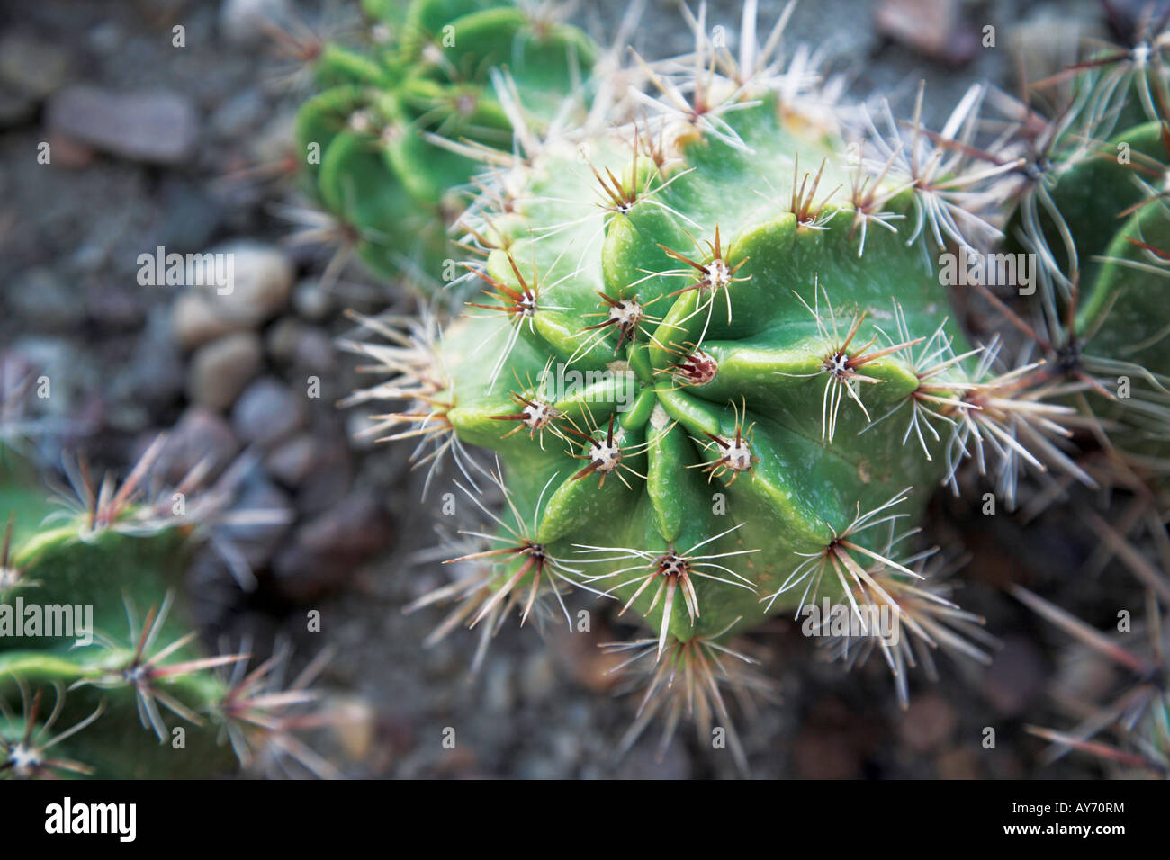 Cactus close up Stock Photo - Alamy