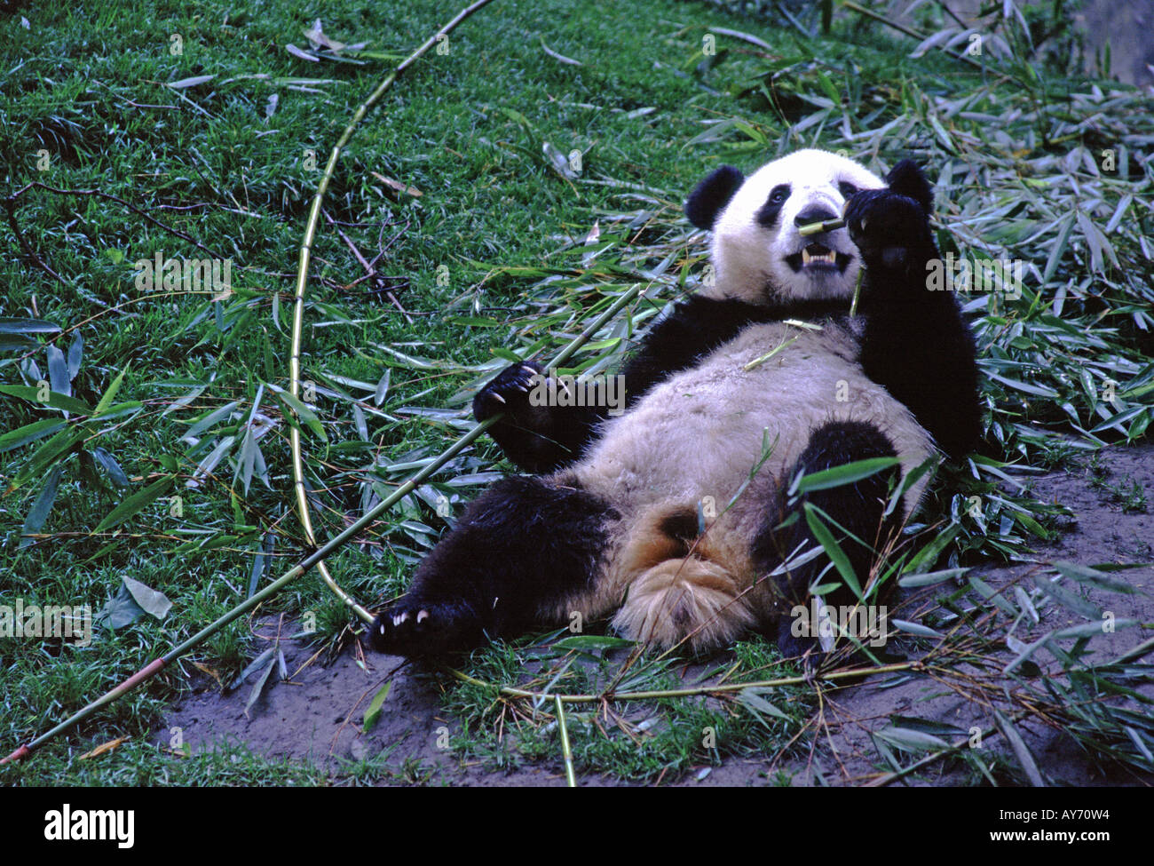 Panda feeding at the Wolong Nature Reserve in Sichuan province China ...