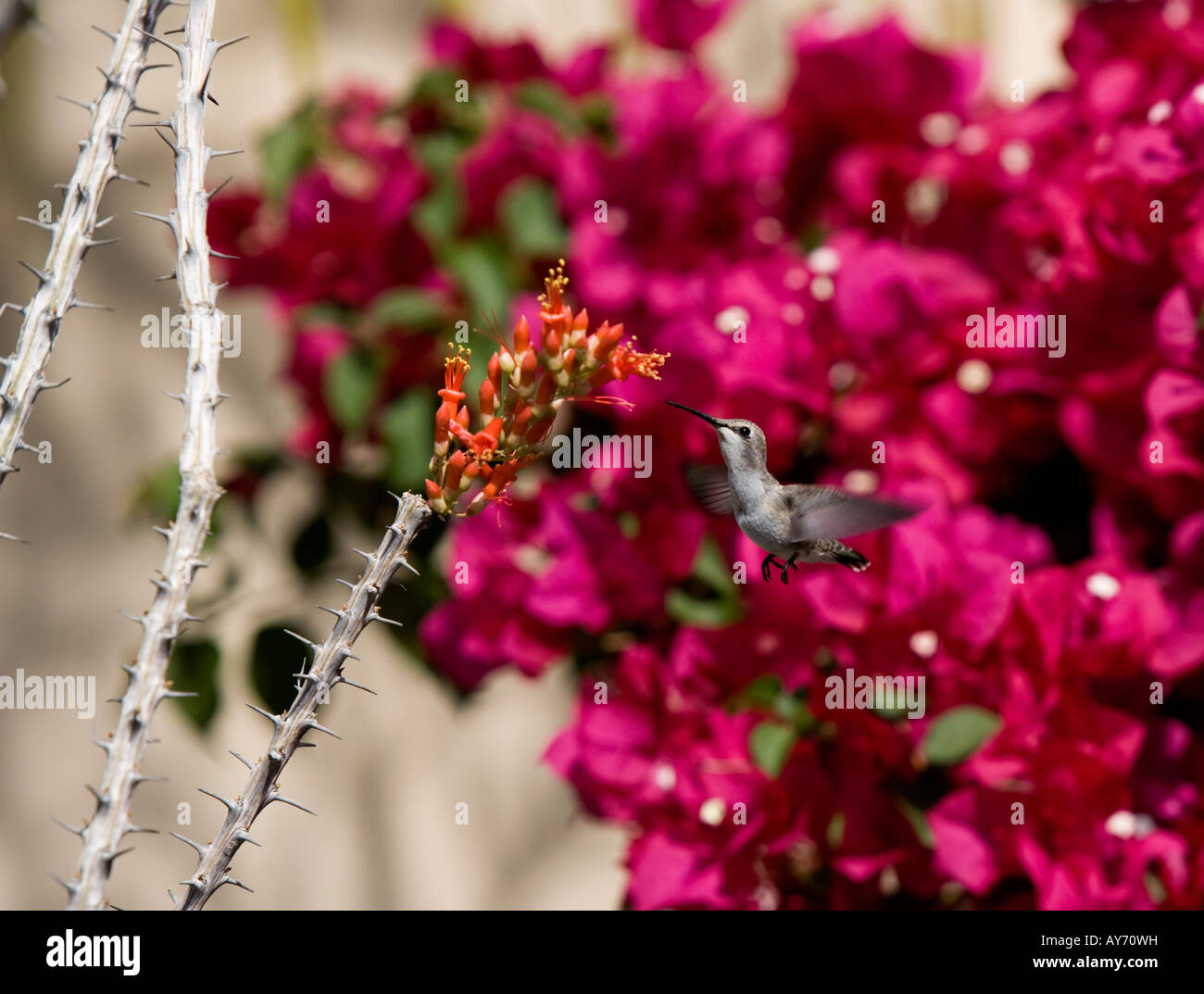 Bougainvillea Hummingbird Ocotillo Cactus Bird Stock Photo - Alamy