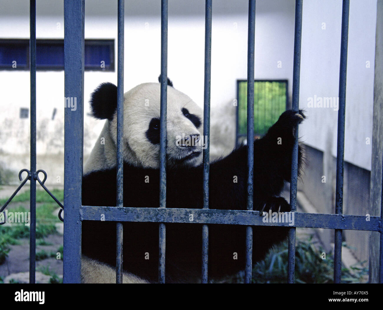 Panda behind bars at the breeding program at the Wolong Nature Reserve ...