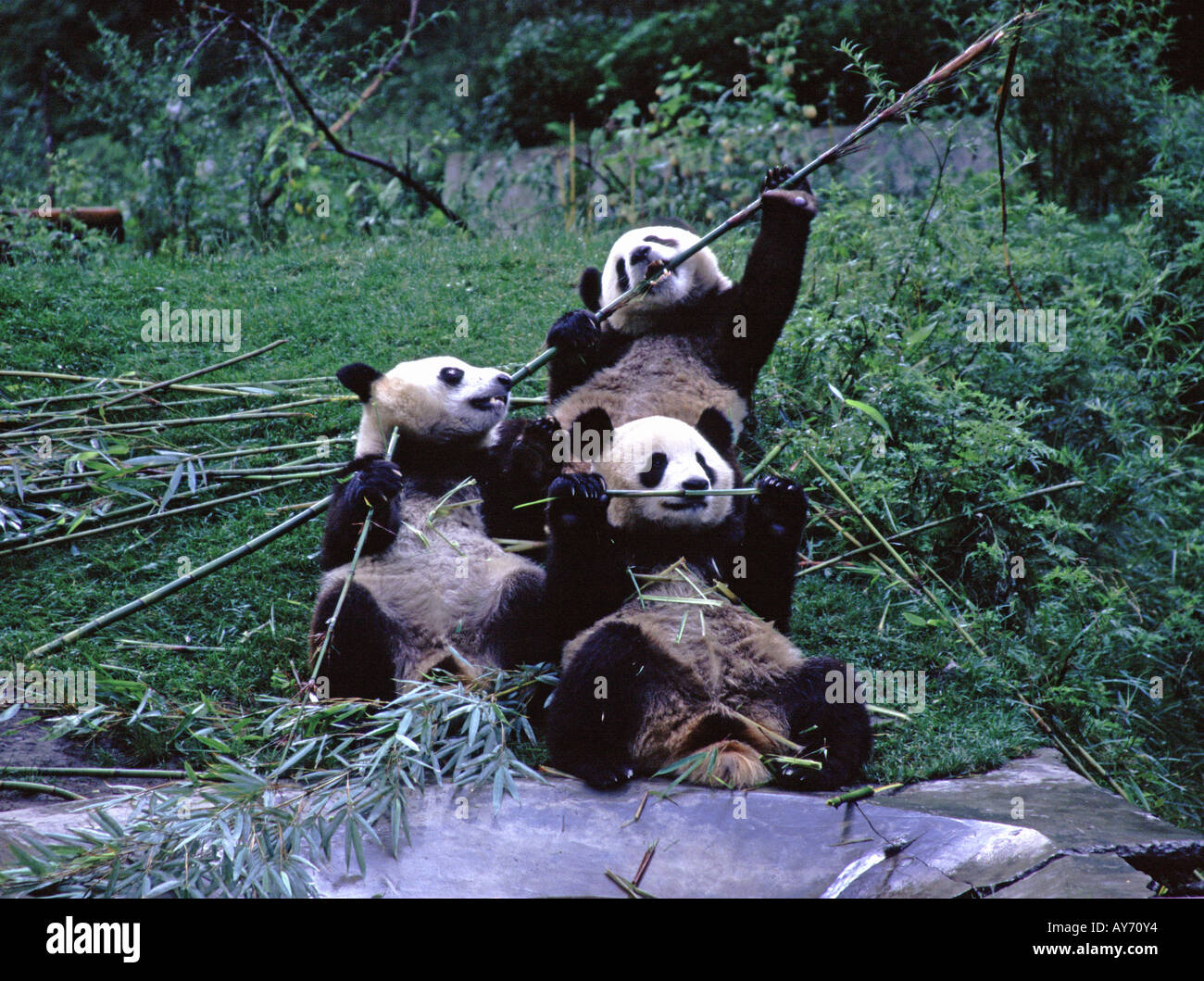Three young Pandas feeding at the Wolong Nature Reserve in Sichuan ...
