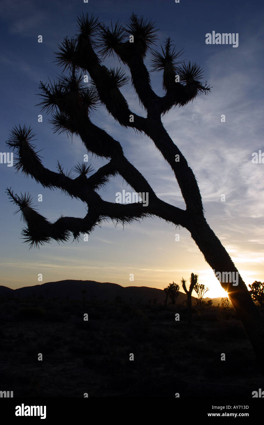 Joshua tree silhouette at Joshua Tree National Park California Stock ...