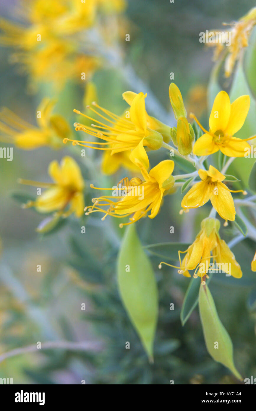 Bladderpod flowers Isomeris arborea Stock Photo - Alamy