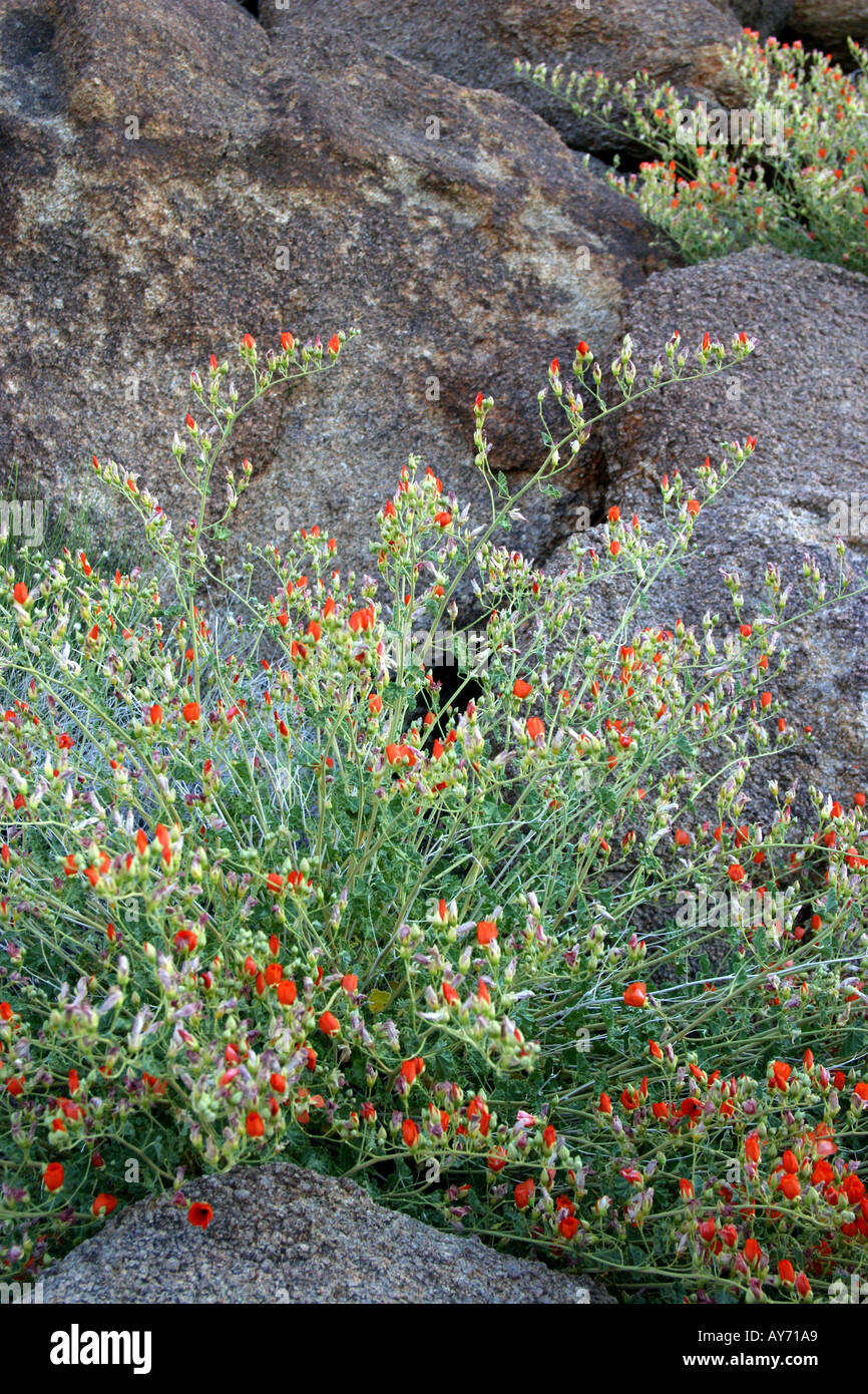 Apricot mallow Sphaeralcea ambigua and rocks at Joshua Tree National ...