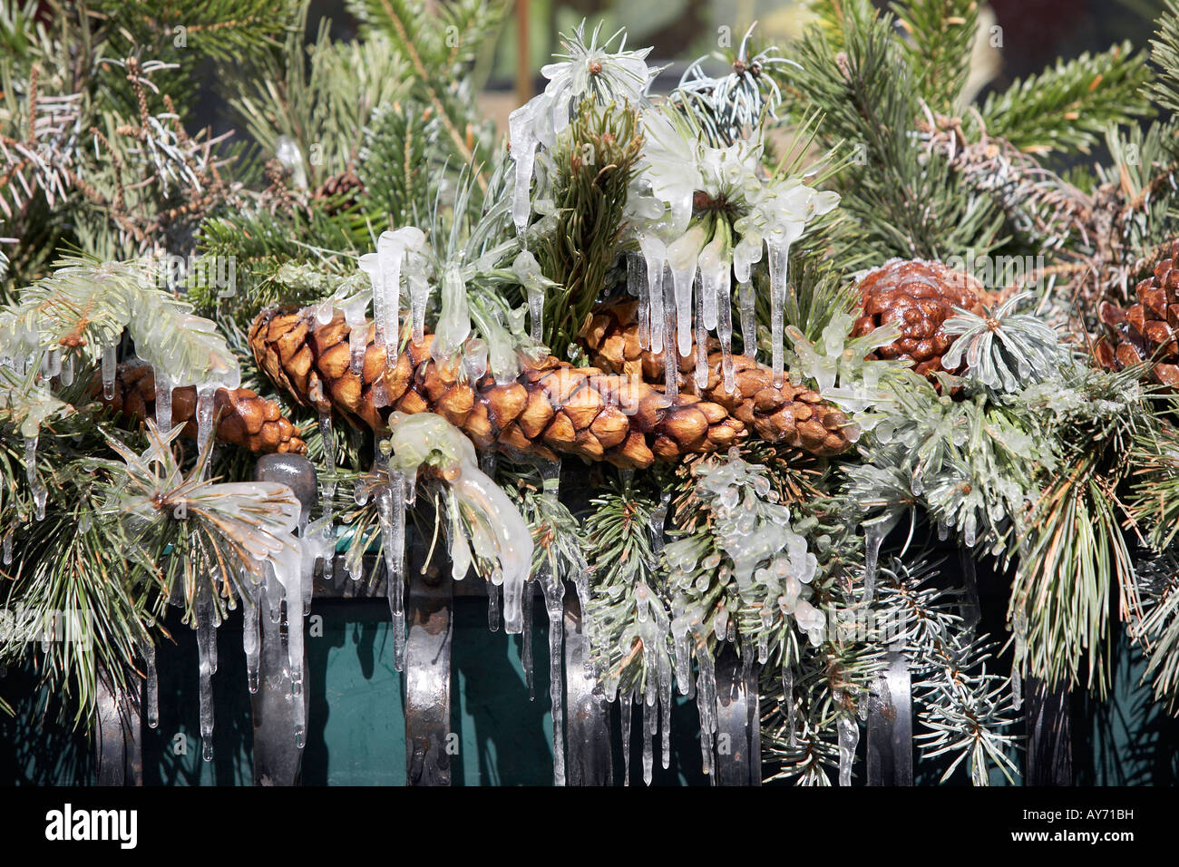 Frozen window box display Stock Photo - Alamy