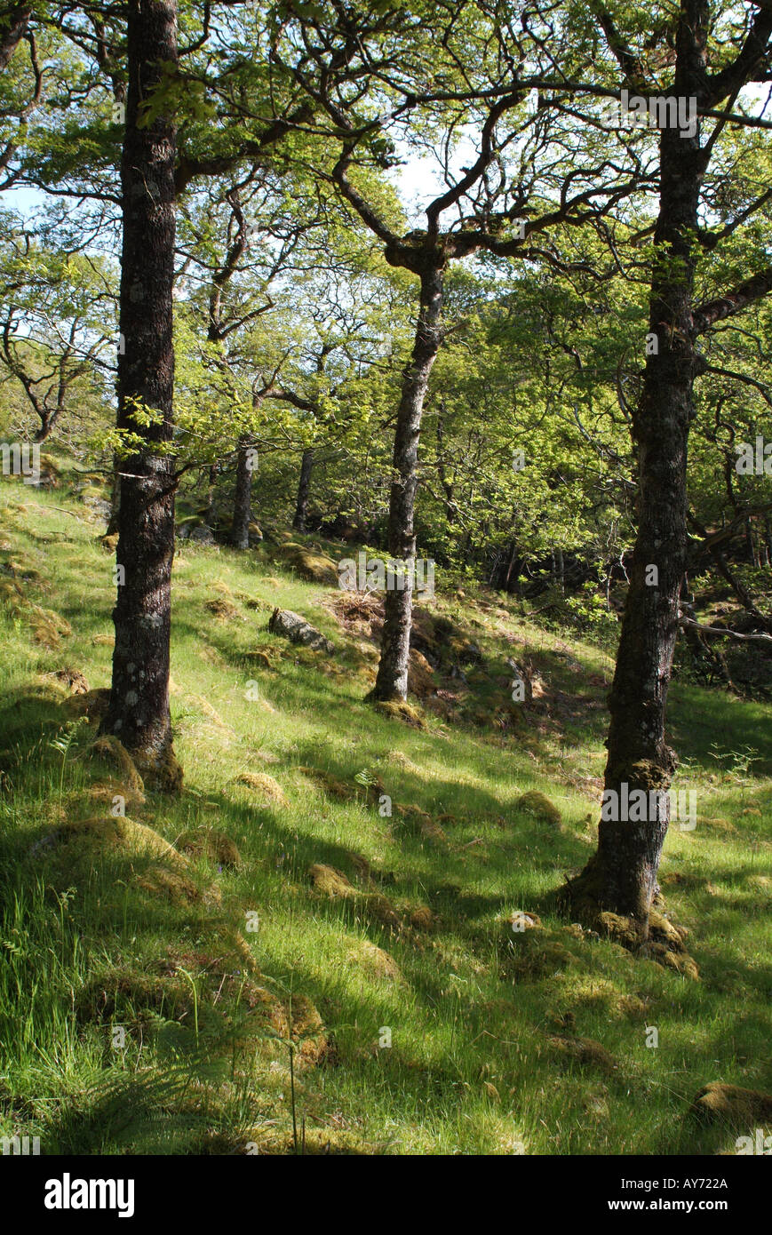 Ancient woodland uk oak spring hi-res stock photography and images - Alamy