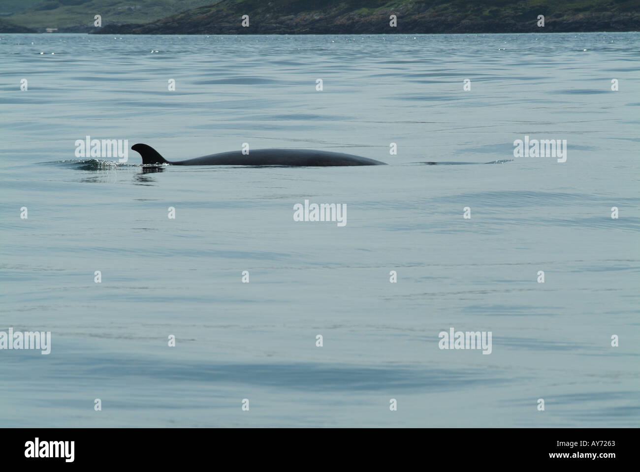 Lesser Rorqual Balaenoptera High Resolution Stock Photography and ...
