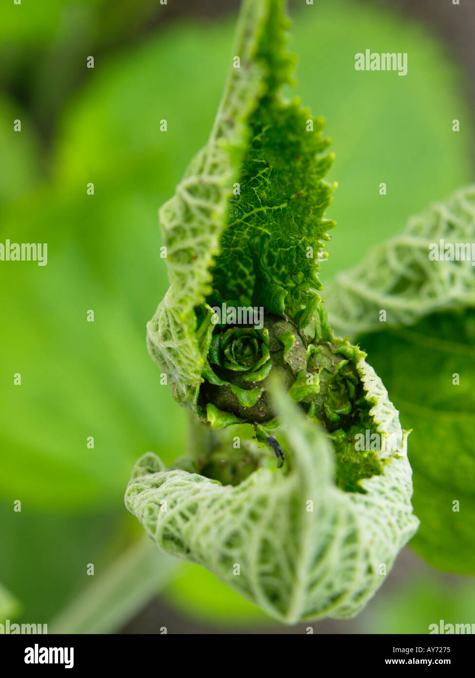 Leaf unfolding hi-res stock photography and images - Alamy