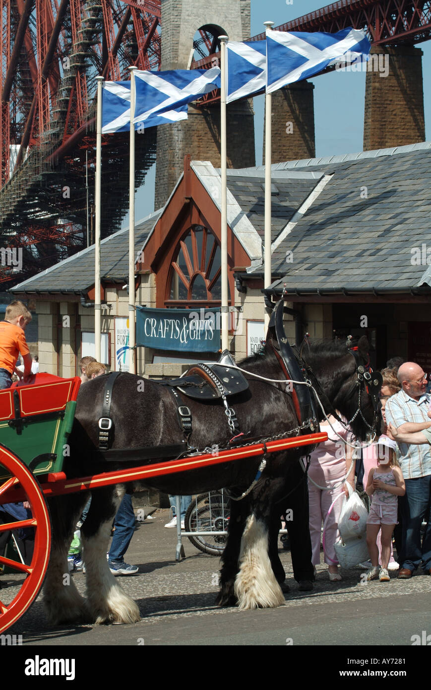 Shire Horse Ride Stock Photos & Shire Horse Ride Stock Images - Alamy