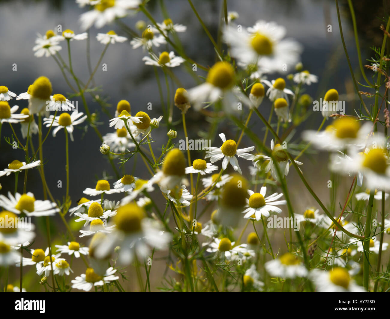 Many daisies in nice light some in focus some blurred daisy Stock Photo ...