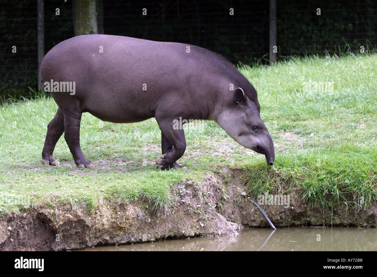 Amazonian tapir hi-res stock photography and images - Alamy