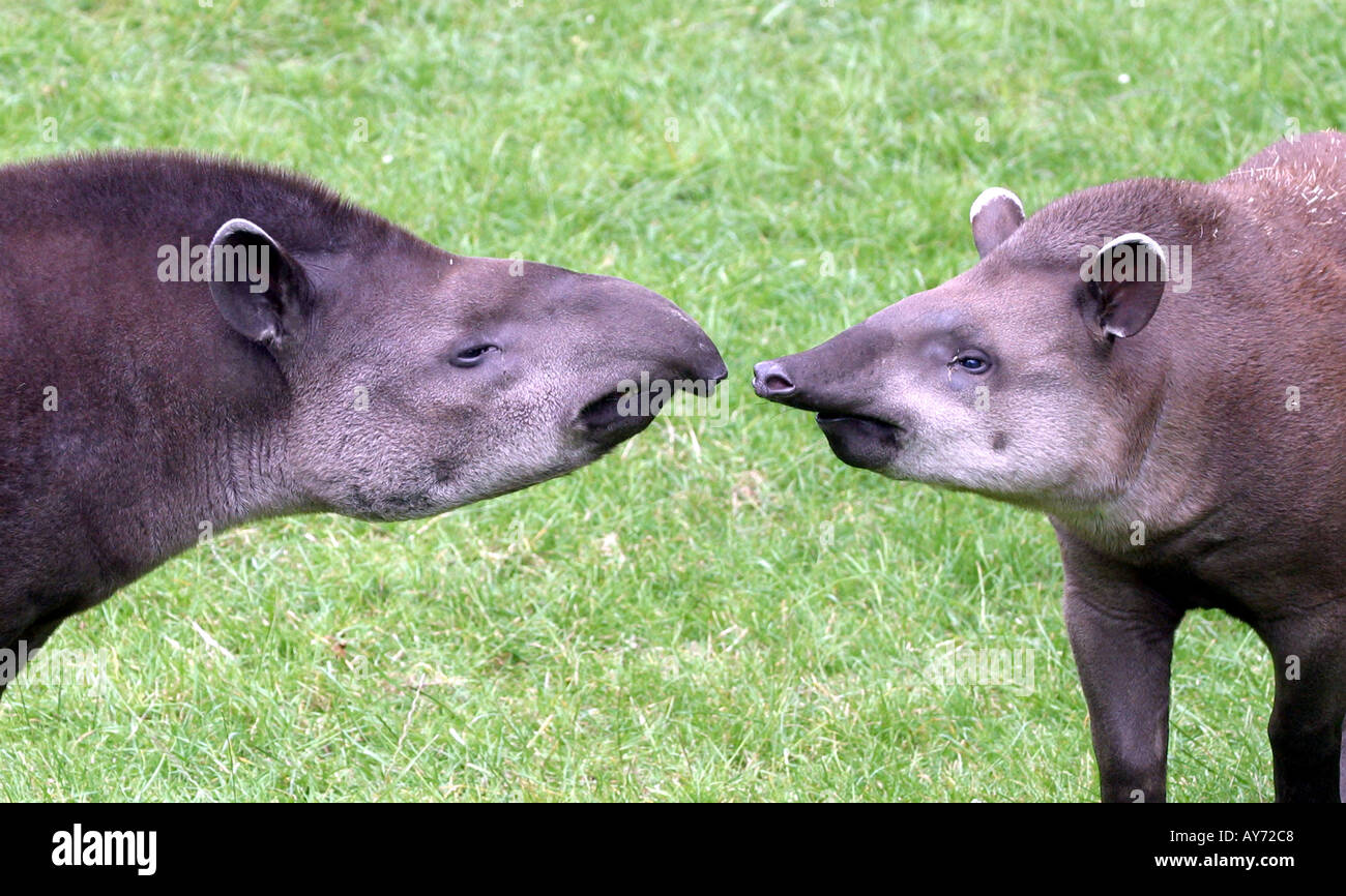 Cornwall zoo hi-res stock photography and images - Alamy