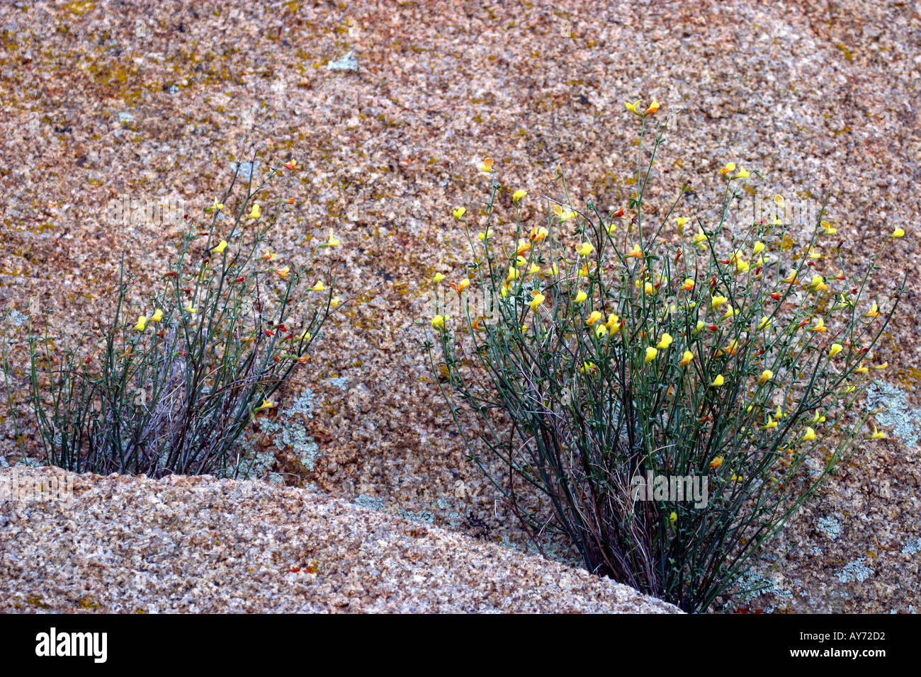 Nonnative hi-res stock photography and images - Alamy