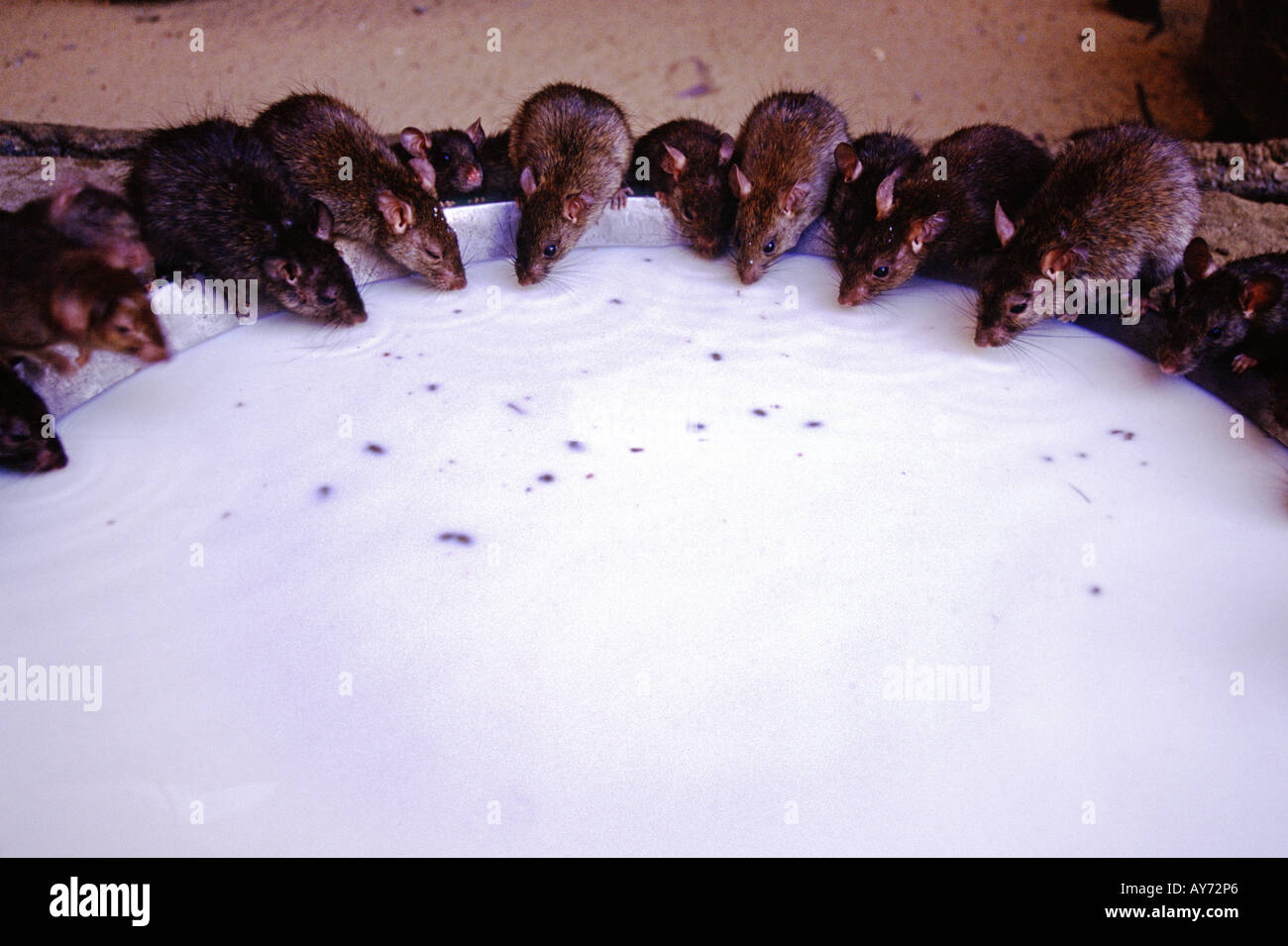 Rats drinking milk out of a bowl at the Deshnoke Temple near Bikaner in ...