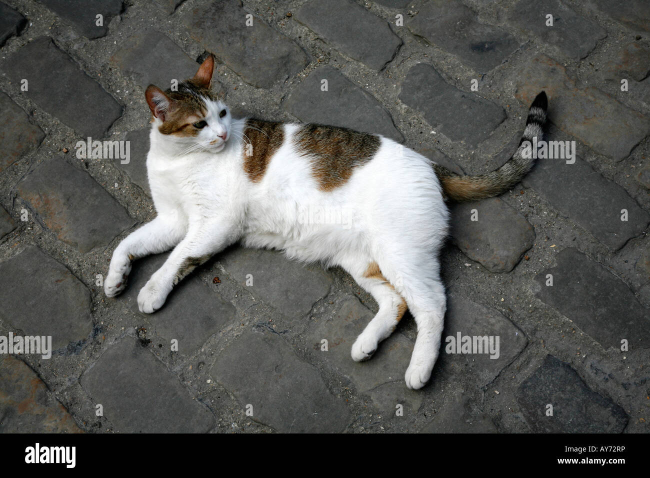 A cat in paris hi-res stock photography and images - Alamy