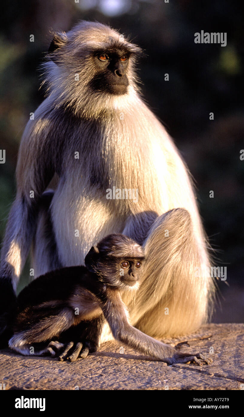 Mother and baby Langur monkeys in Jodhpur in Rajasthan India Stock ...