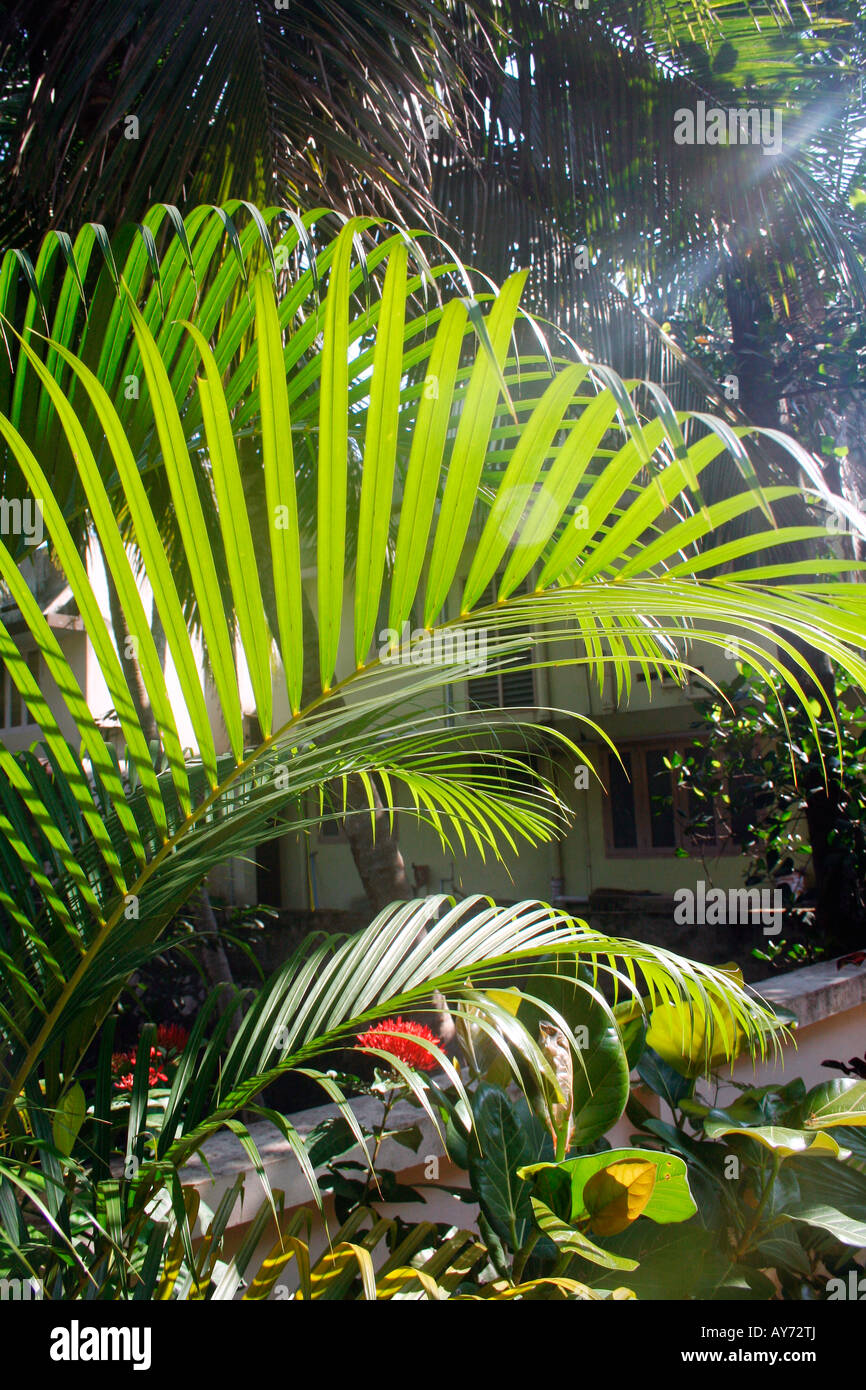 Cycads or miniature palms in a typical tropical scene lit up by the ...
