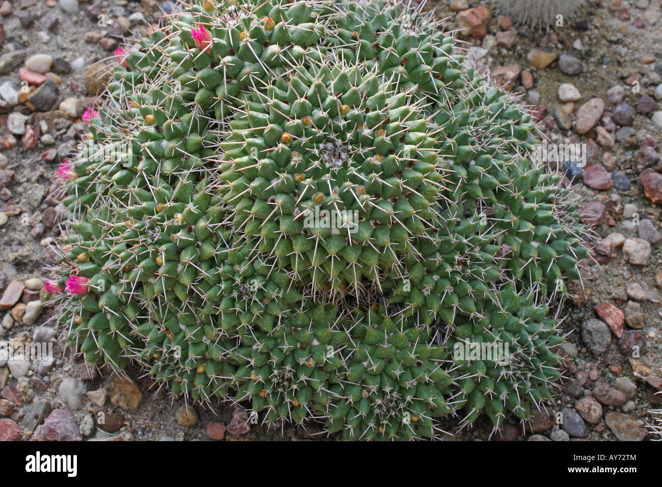 Cactus Mammillaria Mamillaria close up Stock Photo - Alamy