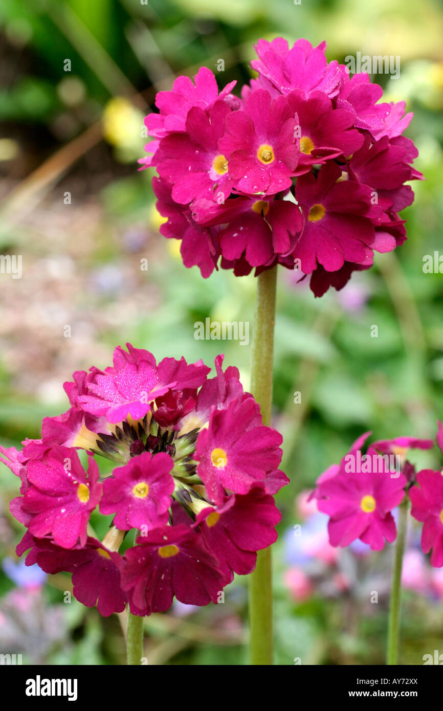 Primula denticulata hi-res stock photography and images - Alamy