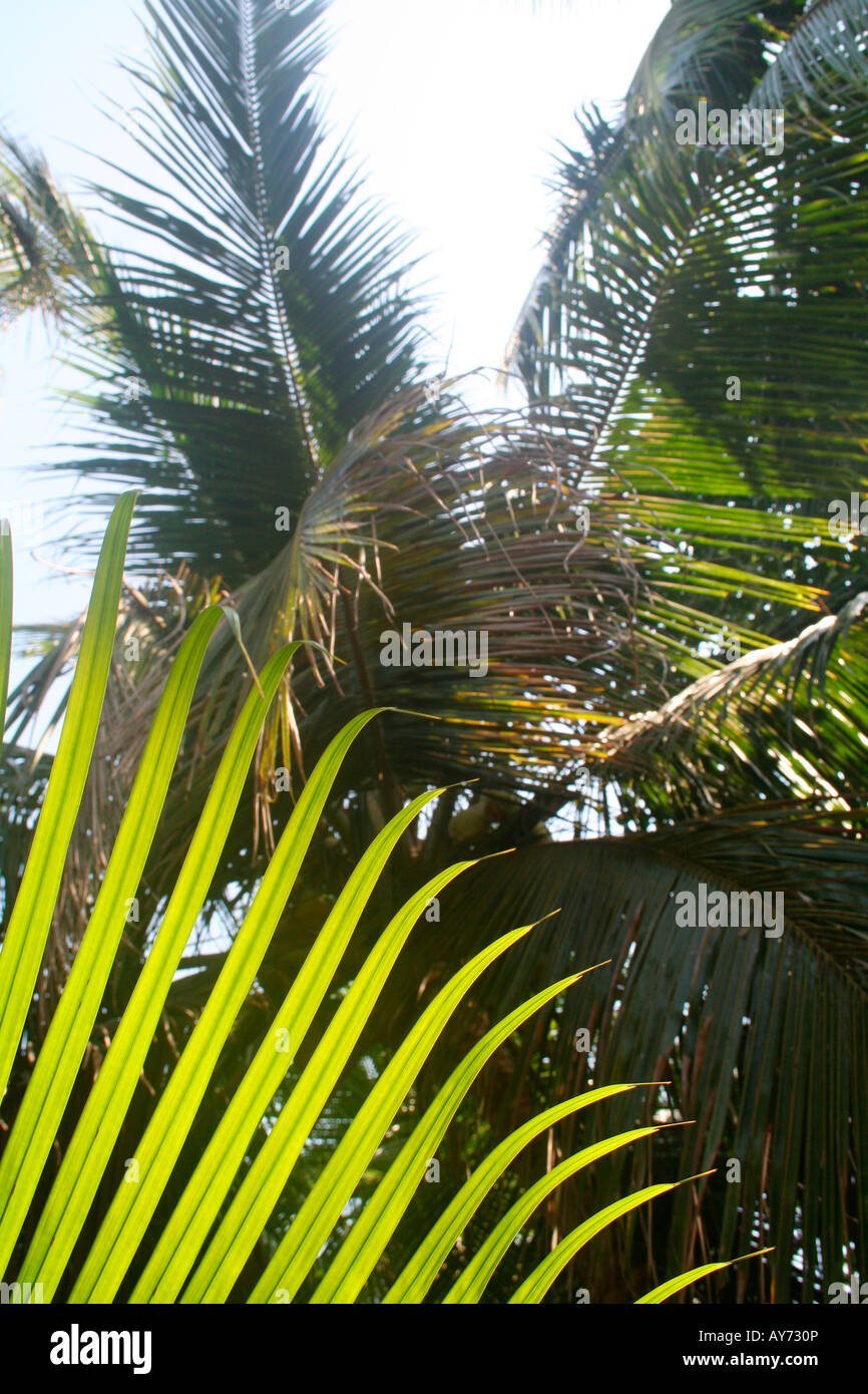 Cycad trees hi-res stock photography and images - Alamy