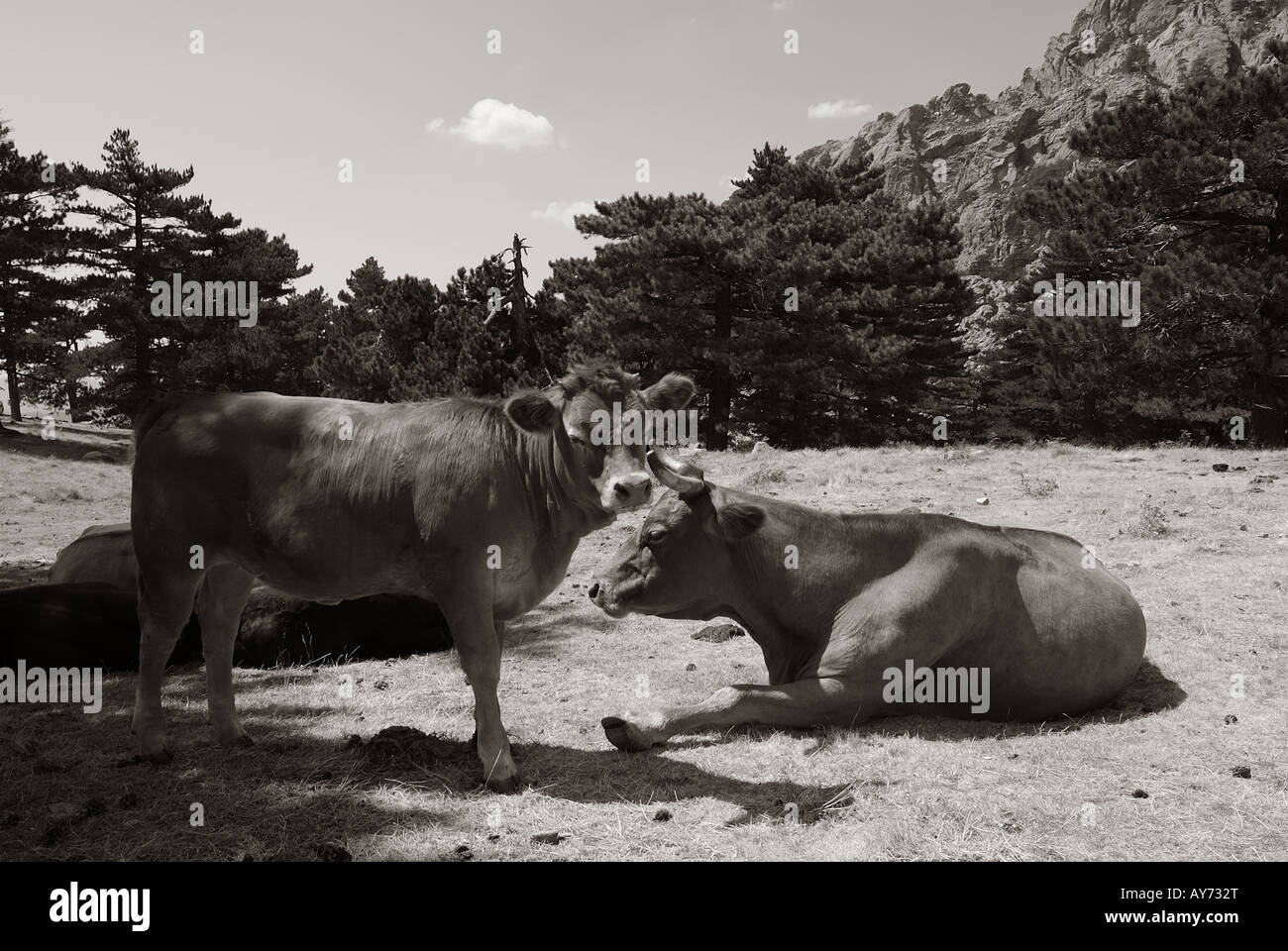 cow in corsica Stock Photo - Alamy