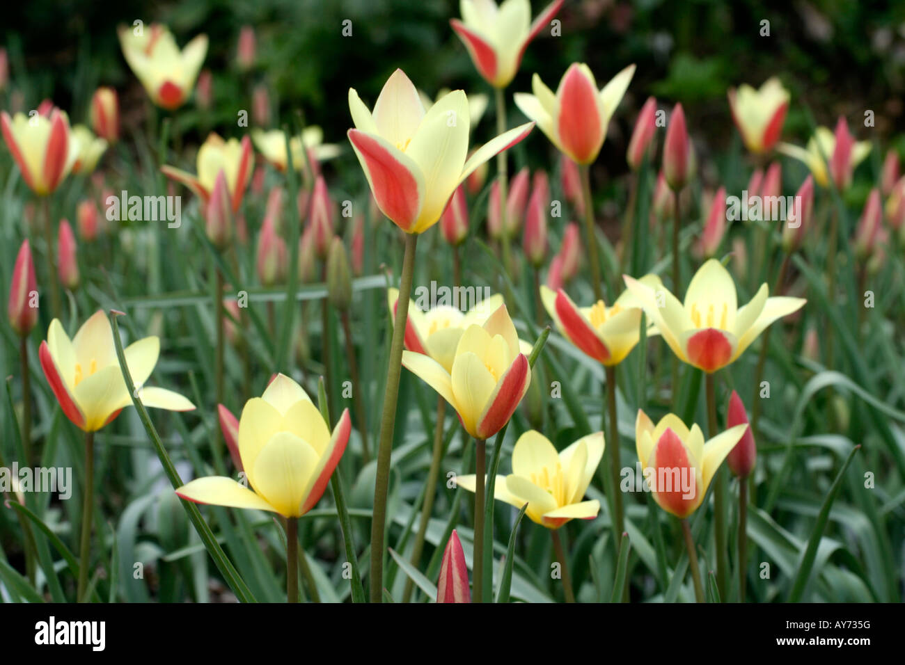 Tinka hi-res stock photography and images - Alamy
