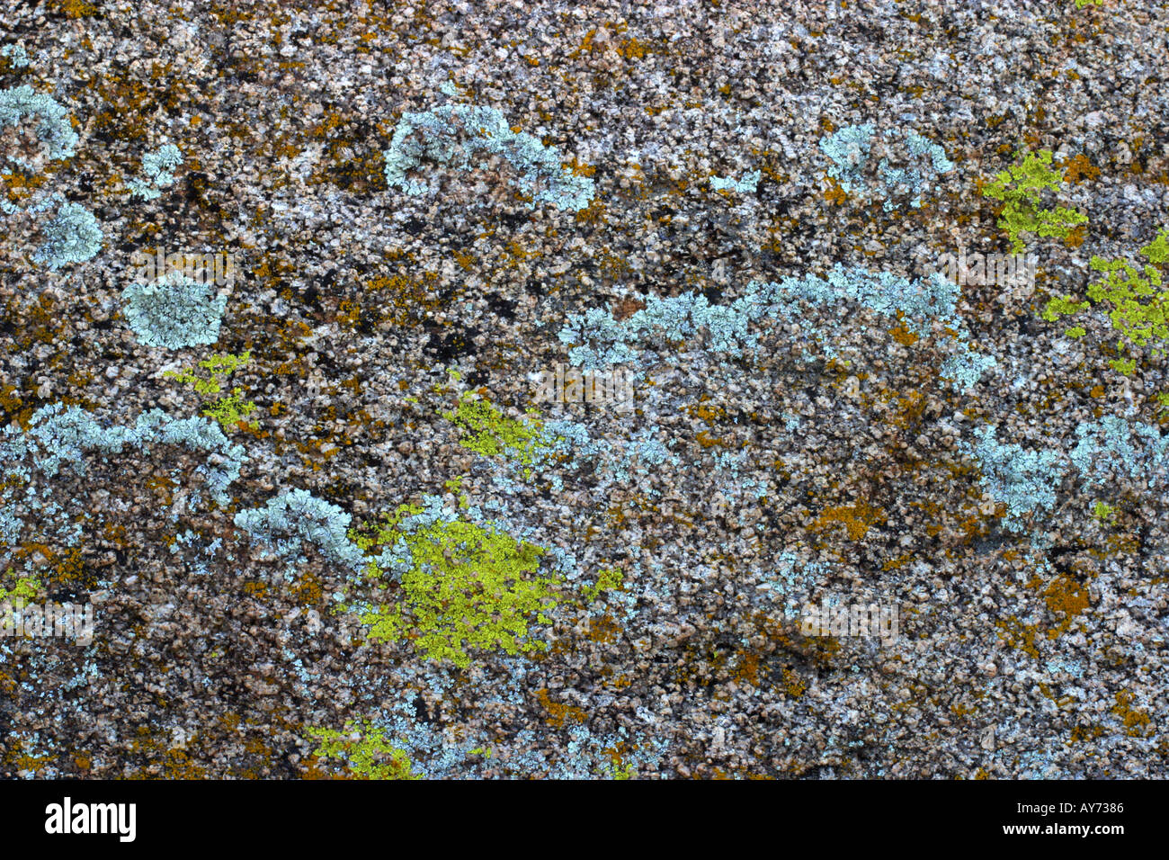 Lichens growing on granite rock Stock Photo - Alamy